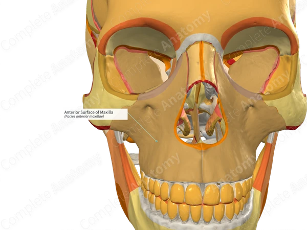 Anterior Surface of Maxilla | Complete Anatomy