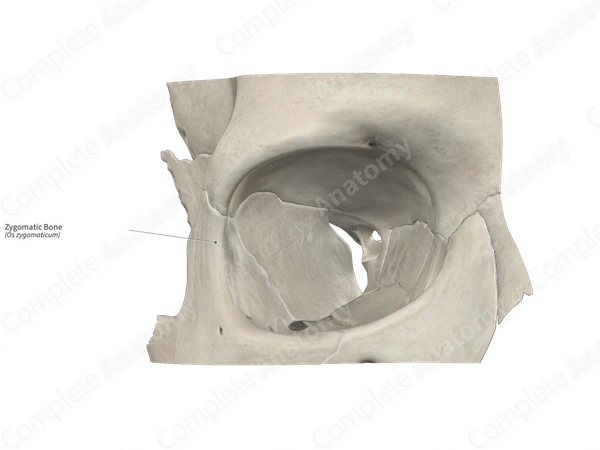 Zygomatic Bone | Complete Anatomy