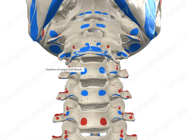 Insertion of Longus Colli Muscle | Complete Anatomy