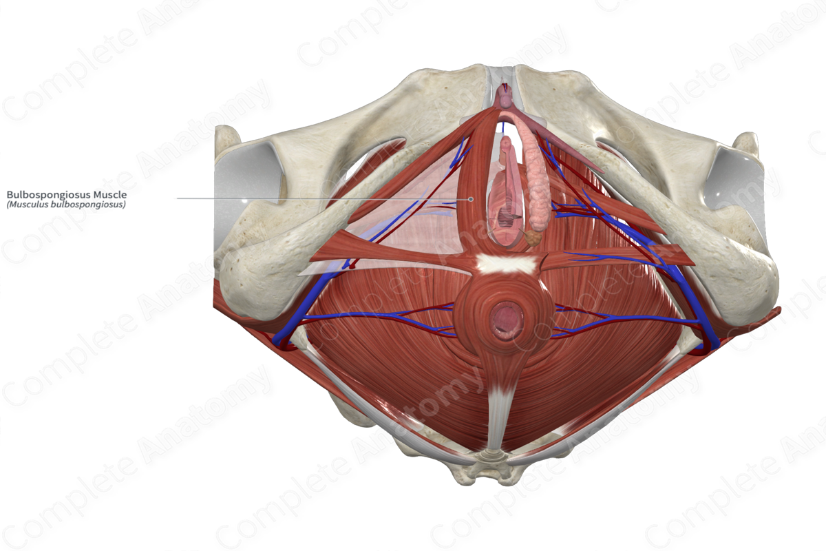 Bulbospongiosus Muscle | Complete Anatomy