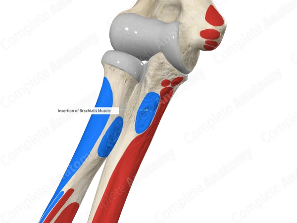 Insertion of Brachialis Muscle | Complete Anatomy