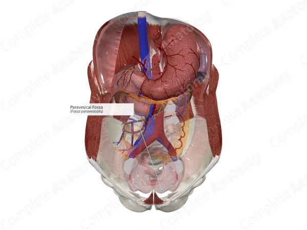 Paravesical Fossa | Complete Anatomy