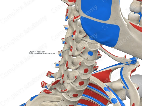 Origin of Posterior Intertransversarii Colli Muscles | Complete Anatomy