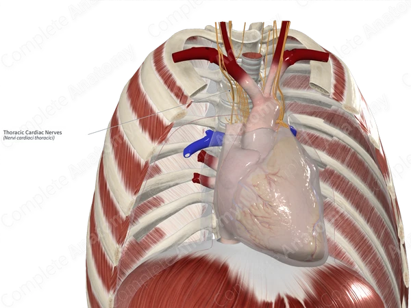 Thoracic Cardiac Nerves | Complete Anatomy