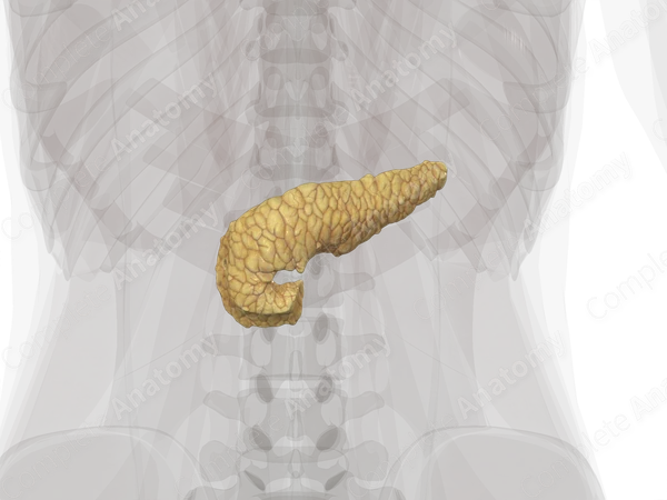 Pancreas | Complete Anatomy