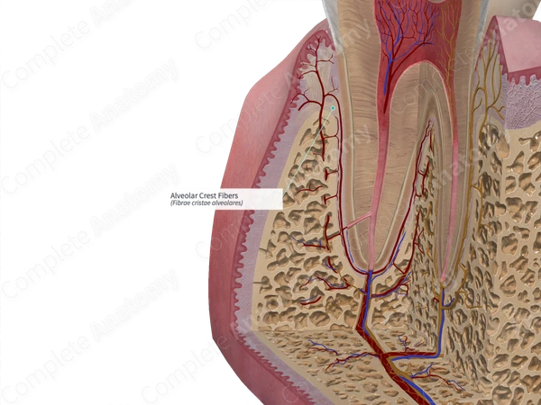 Alveolar Crest Fibers | Complete Anatomy