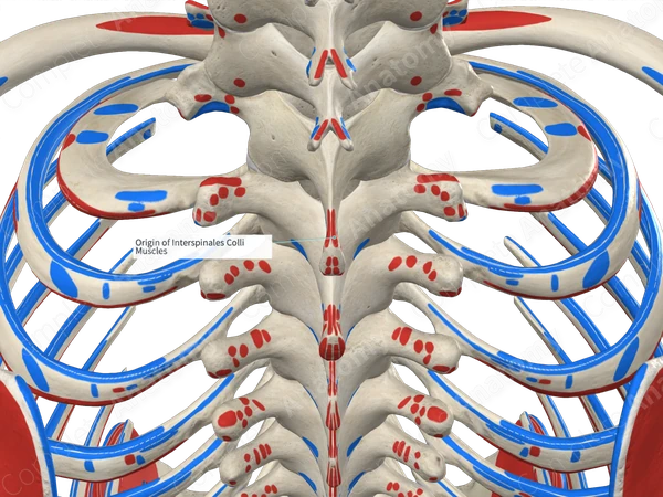 Origin of Interspinales Colli Muscles | Complete Anatomy