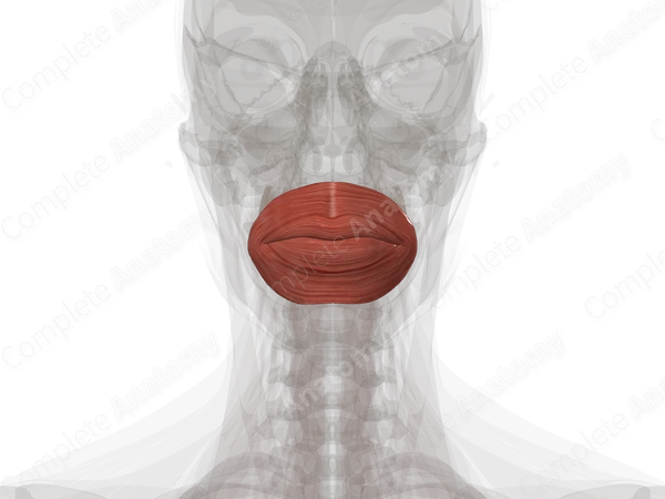 Orbicularis Oris Muscle | Complete Anatomy