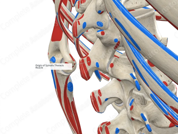 Origin of Spinalis Thoracis Muscle | Complete Anatomy