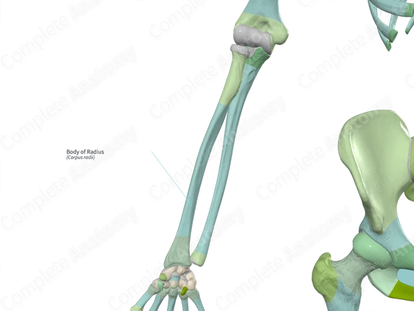 Body of Radius | Complete Anatomy