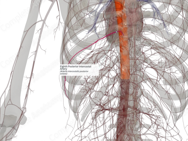 Eighth Posterior Intercostal Artery (Right) | Complete Anatomy