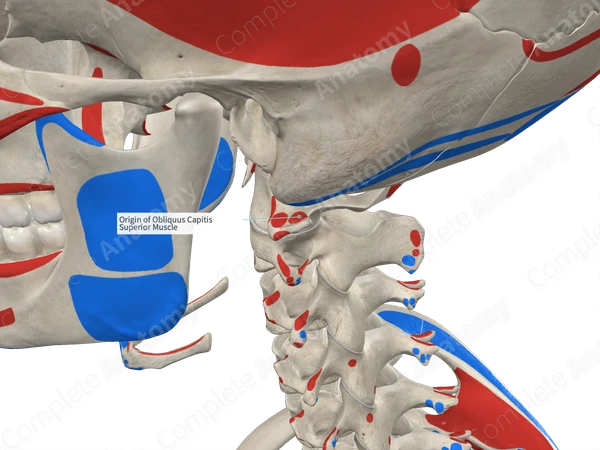 Origin of Obliquus Capitis Superior Muscle | Complete Anatomy