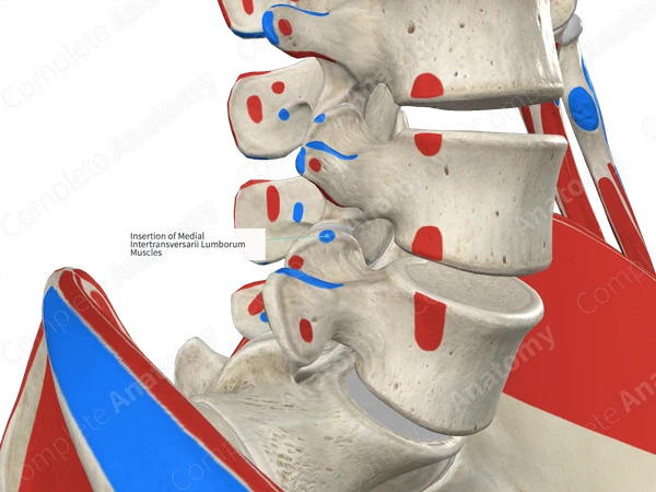 Insertion of Medial Intertransversarii Lumborum Muscles | Complete Anatomy