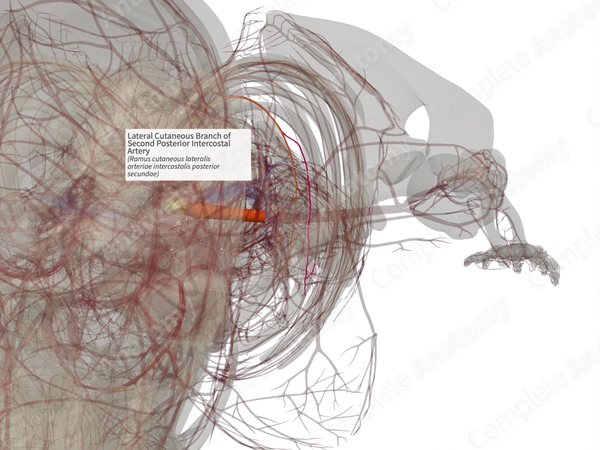 Lateral Cutaneous Branch of Second Posterior Intercostal Artery (Left ...