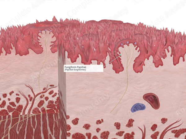 Fungiform Papillae | Complete Anatomy