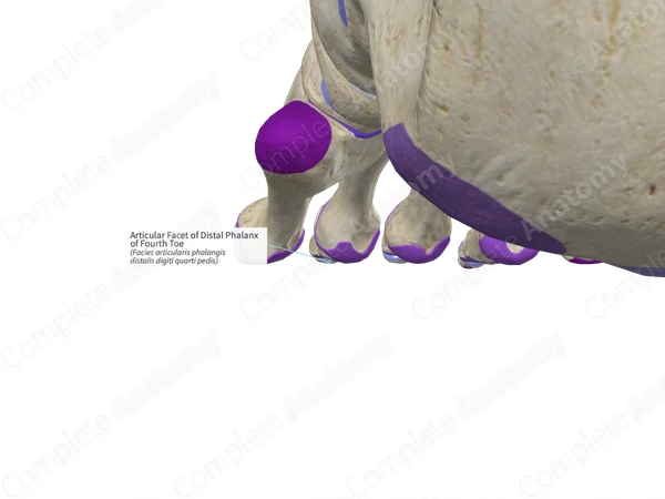 Articular Facet of Distal Phalanx of Fourth Toe | Complete Anatomy