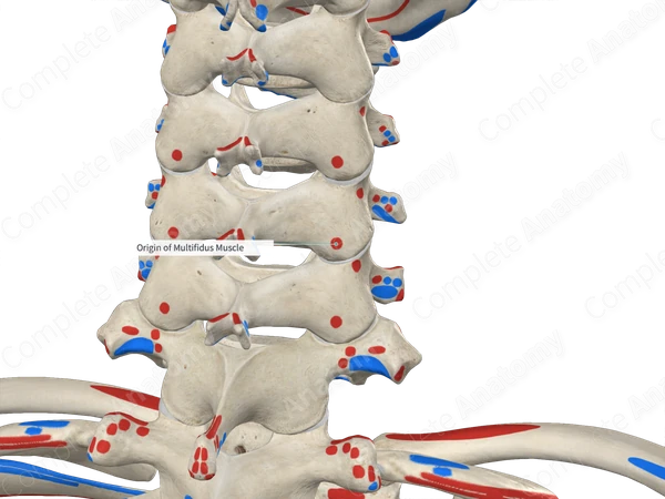 Origin of Multifidus Muscle | Complete Anatomy