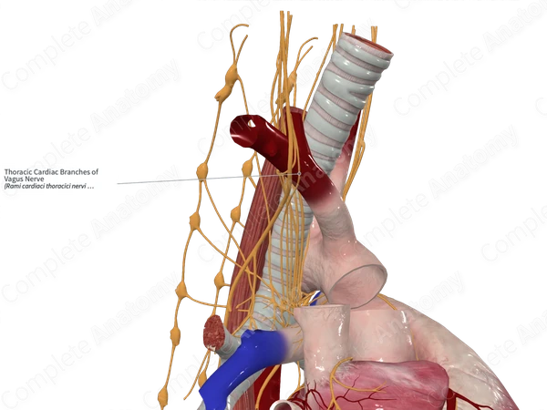 Vagus Nerve Thorax How To Truly Identify And Treat Thoracic Outlet