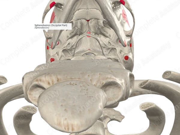 Sphenobasion (Occipital Part) | Complete Anatomy
