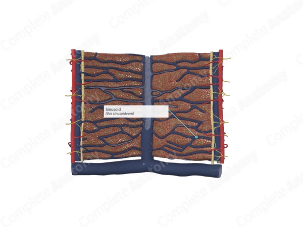 Sinusoid | Complete Anatomy