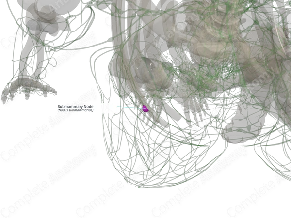 Submammary Node (Left) | Complete Anatomy