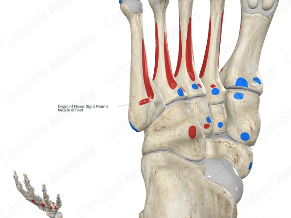 Origin of Flexor Digiti Minimi Muscle of Foot | Complete Anatomy