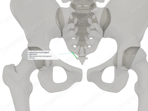 Lateral Sacrococcygeal Ligament (Left) | Complete Anatomy