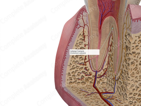 Cellular Cement | Complete Anatomy