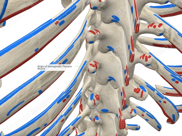 Origin of Semispinalis Thoracis Muscle | Complete Anatomy