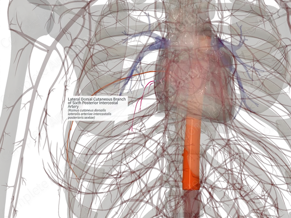 Lateral Dorsal Cutaneous Branch of Sixth Posterior Intercostal Artery ...