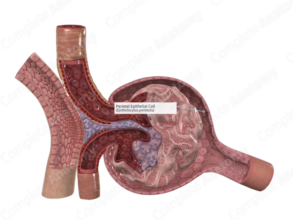 Parietal Epithelial Cell | Complete Anatomy