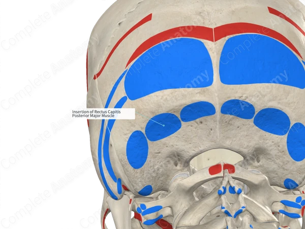 Insertion of Rectus Capitis Posterior Major Muscle | Complete Anatomy
