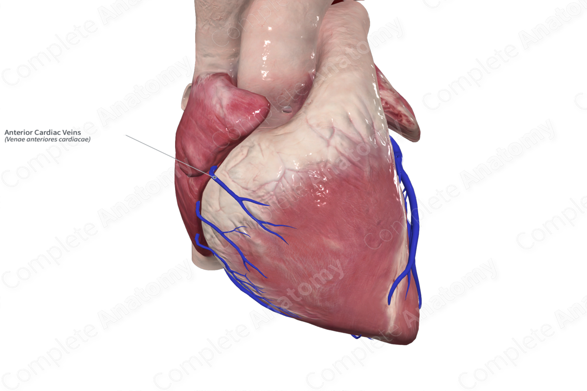 Anterior Cardiac Veins | Complete Anatomy