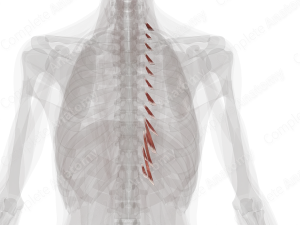 Levatores Costarum (Left) | Complete Anatomy
