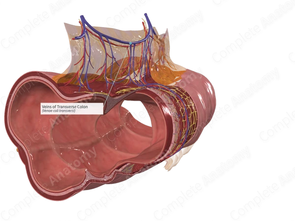 Veins of Transverse Colon | Complete Anatomy