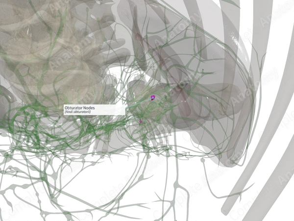 Obturator Nodes (Right) | Complete Anatomy