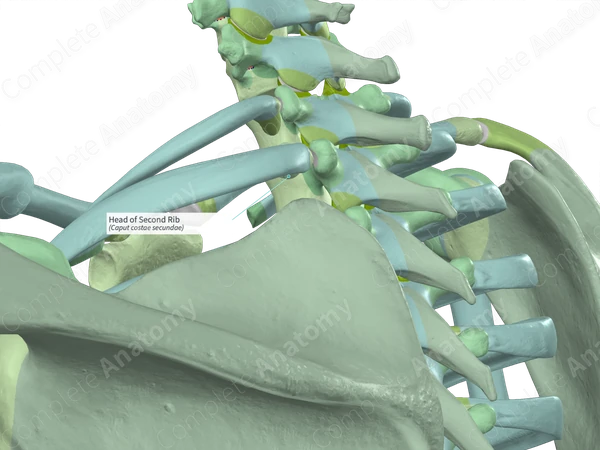 Head of Second Rib | Complete Anatomy