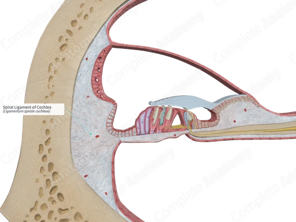 Spiral Ligament of Cochlea | Complete Anatomy