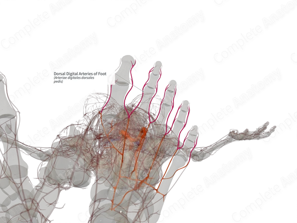 Dorsal Digital Arteries of Foot (Left) | Complete Anatomy