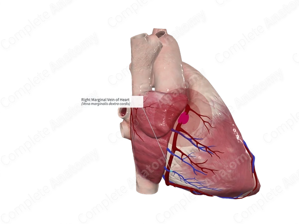 Right Marginal Vein of Heart | Complete Anatomy