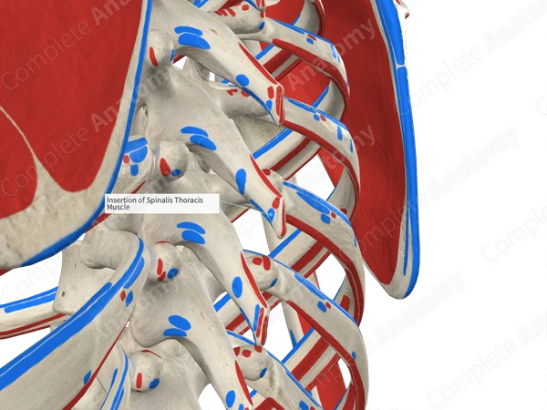 Insertion of Spinalis Thoracis Muscle | Complete Anatomy