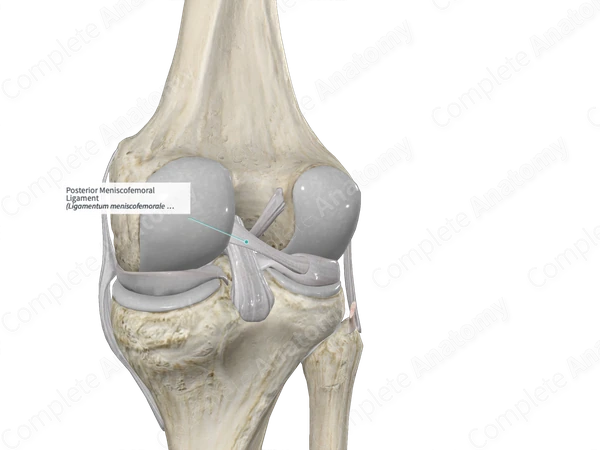 Posterior Meniscofemoral Ligament | Complete Anatomy