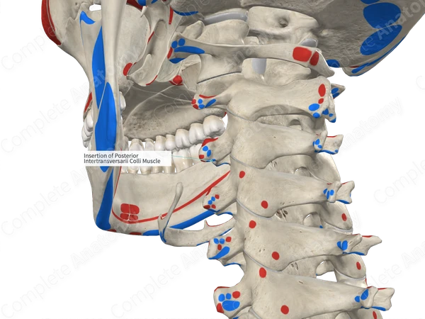 Insertion of Posterior Intertransversarii Colli Muscle | Complete Anatomy