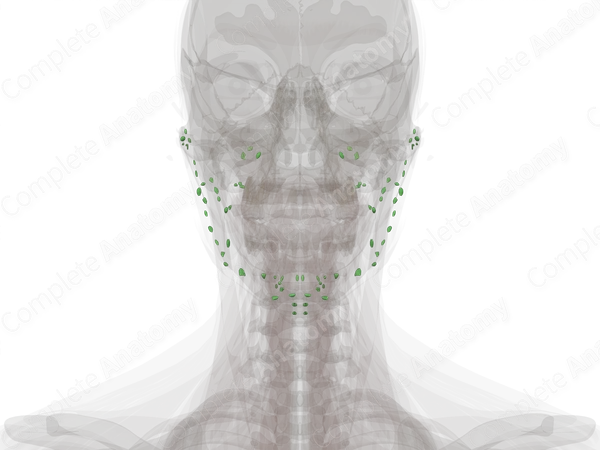 Lymph Nodes of Head | Complete Anatomy