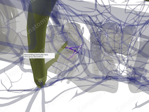 Descending Genicular Vein (Right) | Complete Anatomy