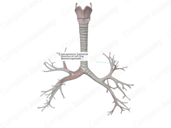 Apicoposterior Segmental Bronchus of Left Lung | Complete Anatomy