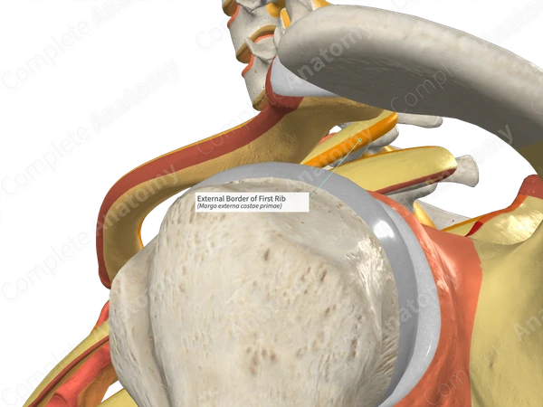 External Border of First Rib | Complete Anatomy