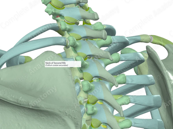 Neck of Second Rib | Complete Anatomy