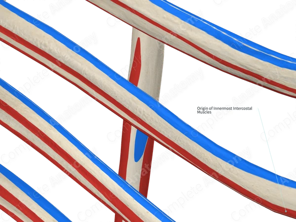 Origin of Innermost Intercostal Muscles | Complete Anatomy