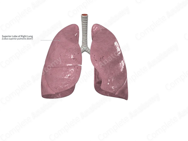 Superior Lobe of Right Lung | Complete Anatomy